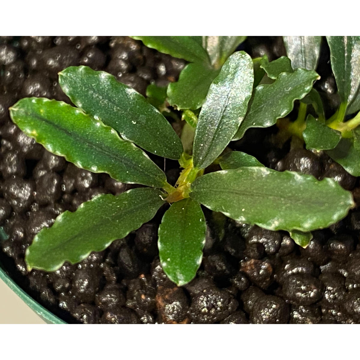 Bucephalandra catherineae | M・R・G・R