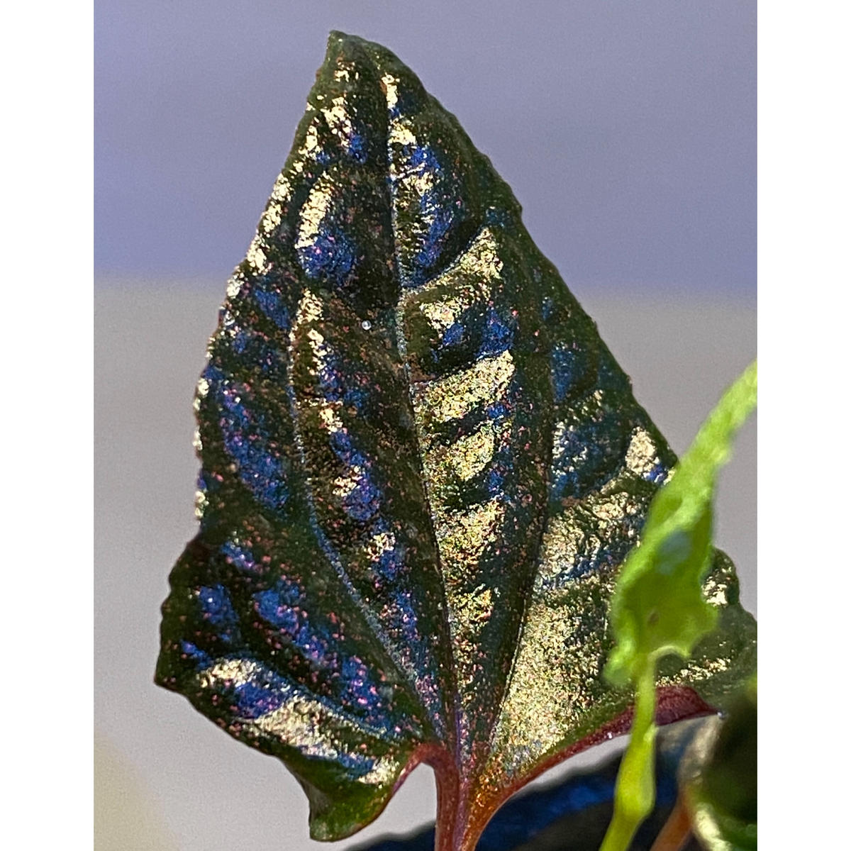 Piper sp. from Carranglan Nueva Ecija 標高1200m