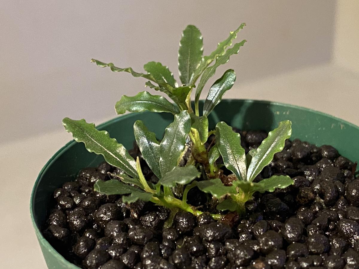 Bucephalandra catherineae | M・R・G・R