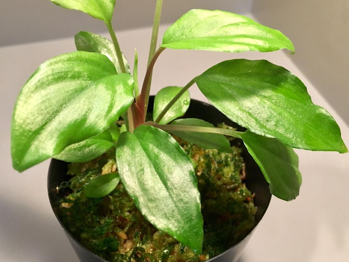 Homalomena sp. from Cameron Highlands [KZT] wf1...