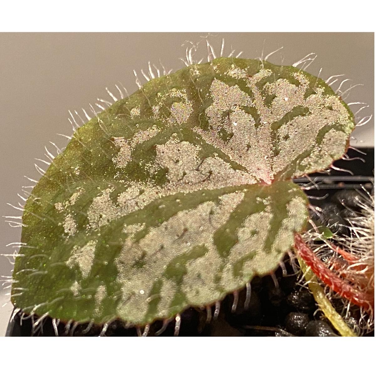 Begonia variegata from Viet Nam | M・R・G・R