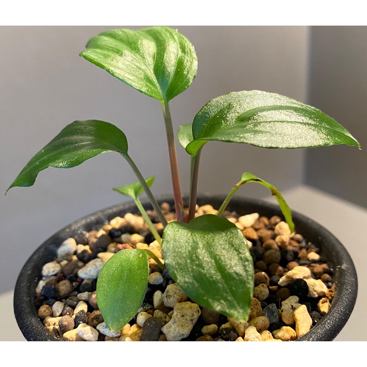 Homalomena sp. from Pahang [R0718-02] | M・R・G・R