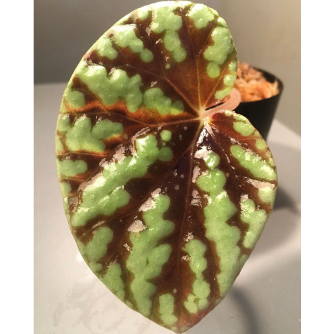 Begonia Variabilis [TK260915] | M・R・G・R