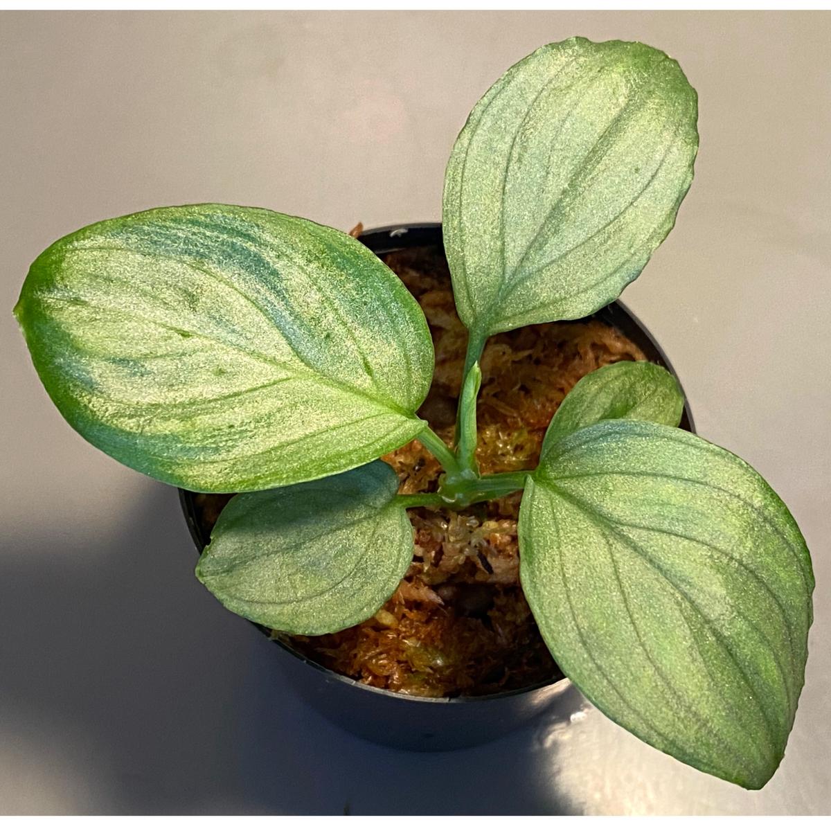 Homalomena sp. "Emerald Silver" from Kepulauan...