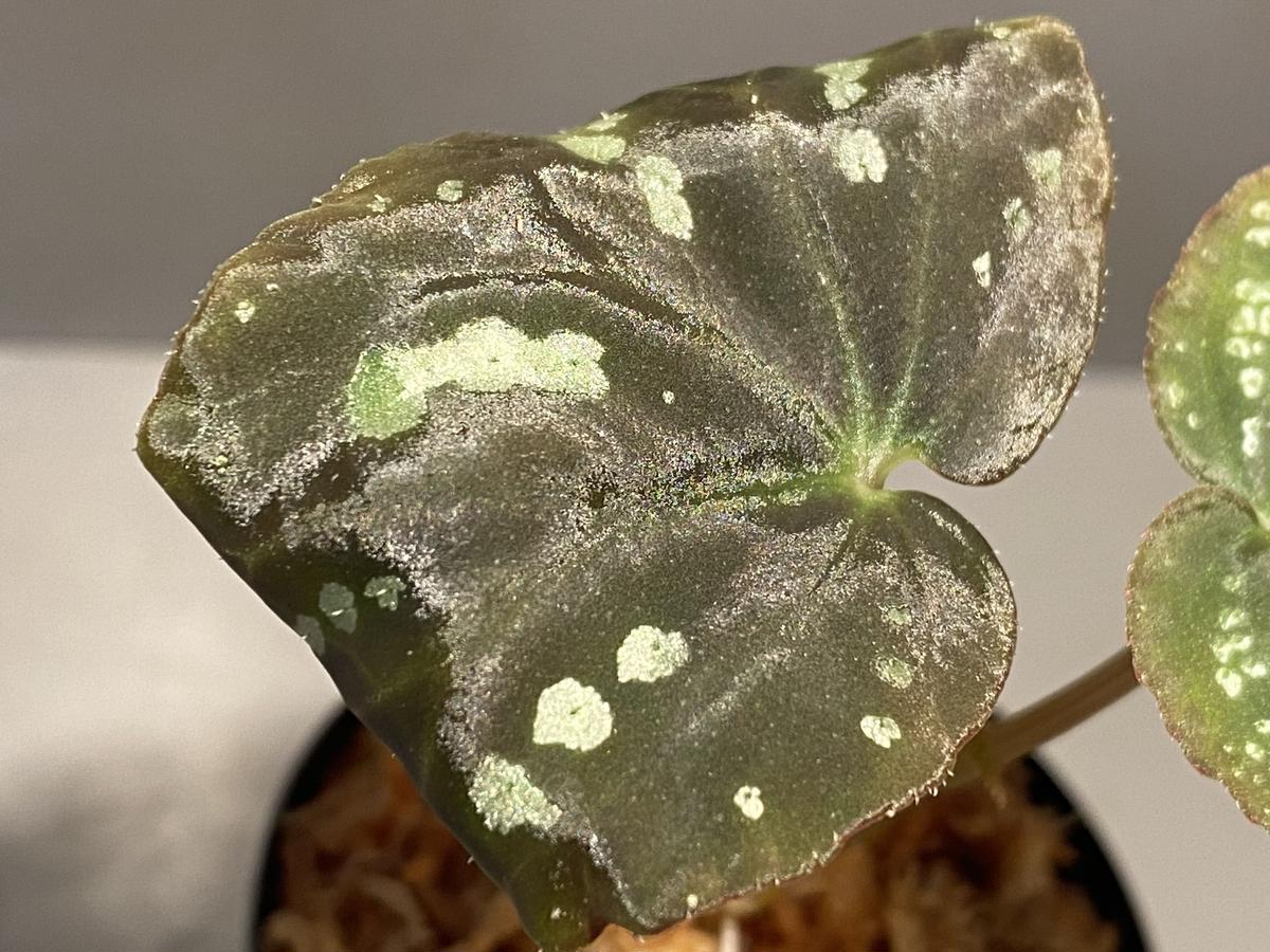 Begonia variabilis from Dabong [TK150717] | M・R...