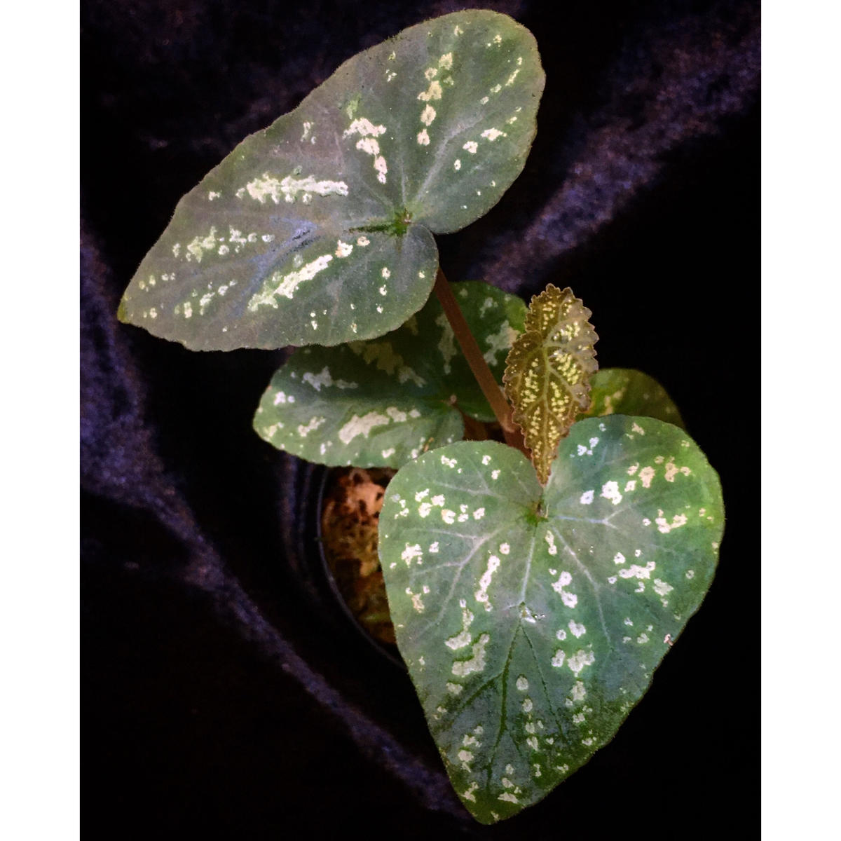Begonia variabilis from Dabong [TK150717] | M・R...