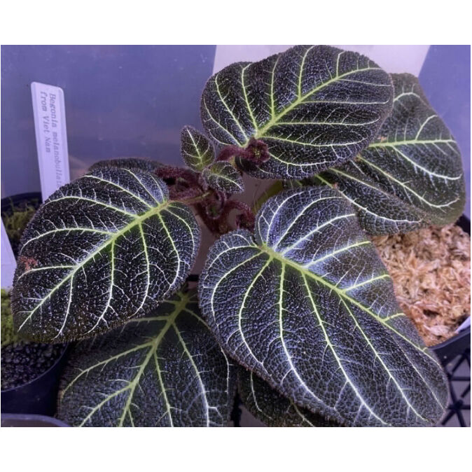 Pearcea hypocyrtiflora from Rio Napo Ecuador [t...