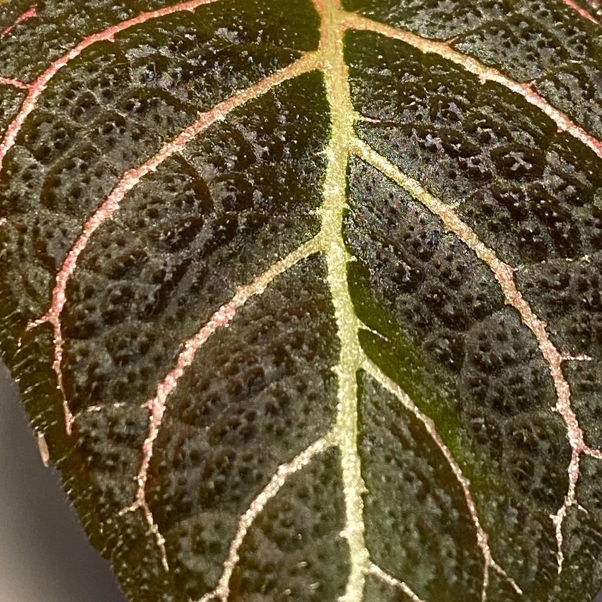 Pearcea hypocyrtiflora from South America | M・R...