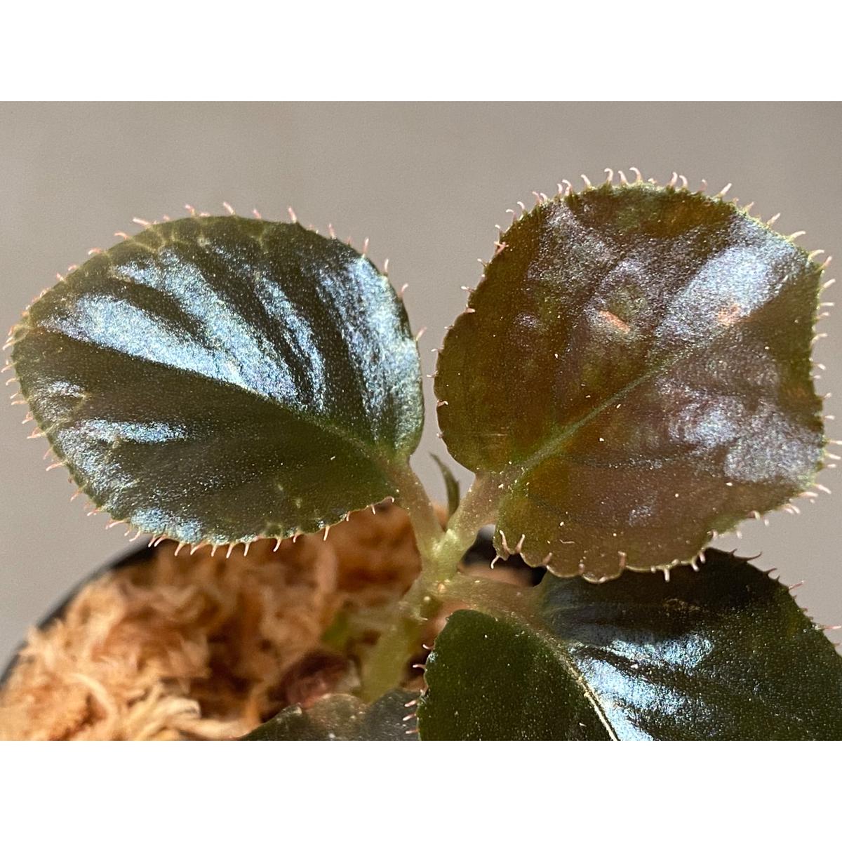 Ardisia sp. "Black Leaf" from Vietnam? | M・R・G・R