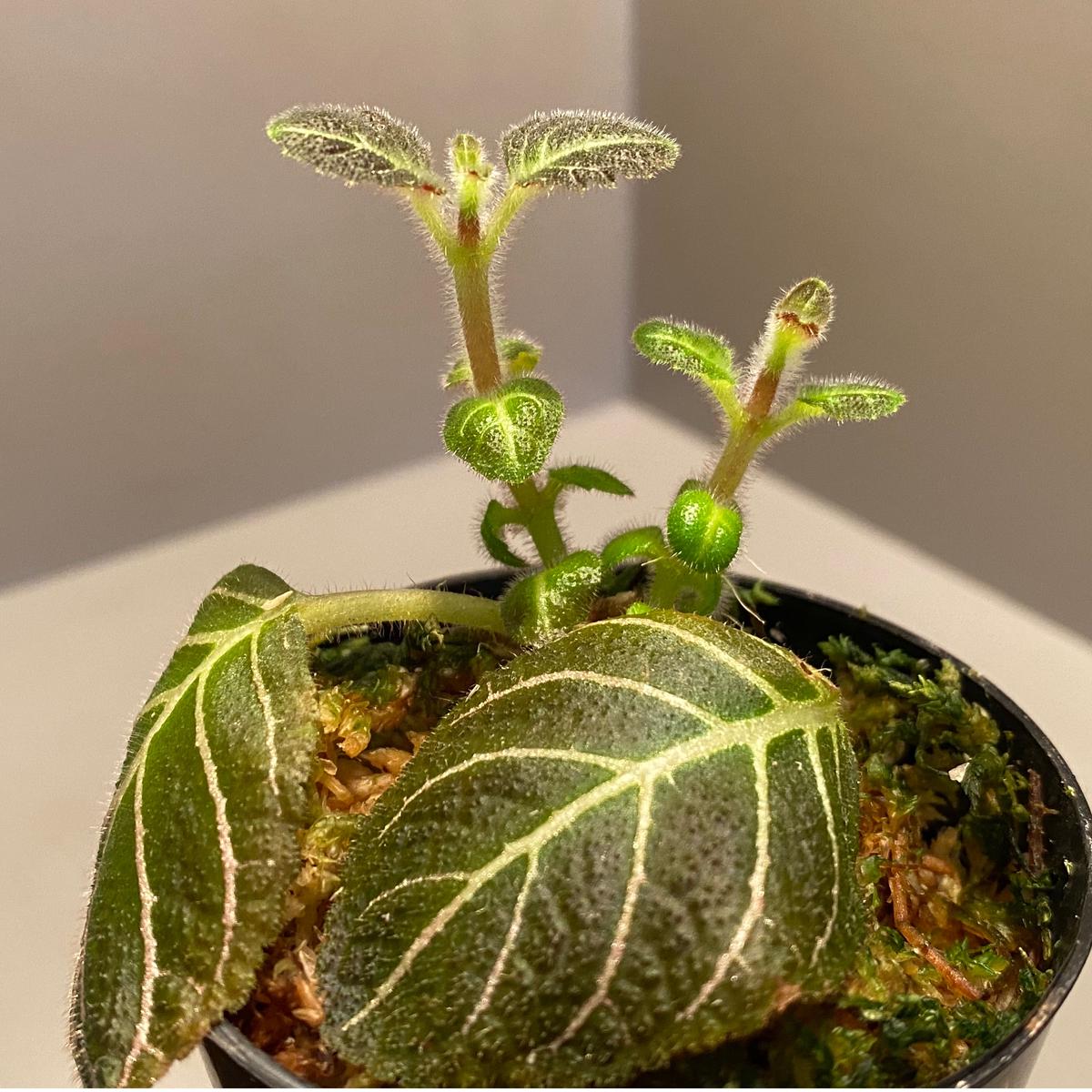 Pearcea hypocyrtiflora from South America | M・R...