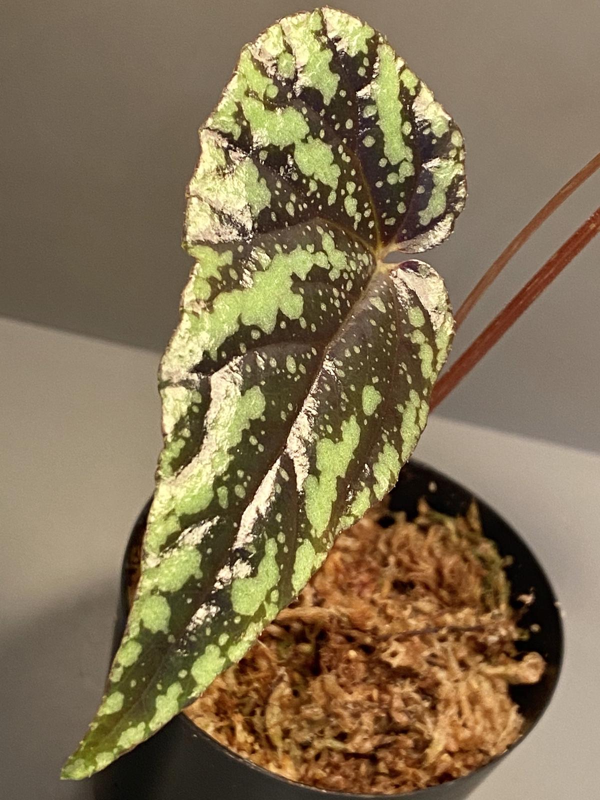 Begonia Variabilis [TK260915] | M・R・G・R