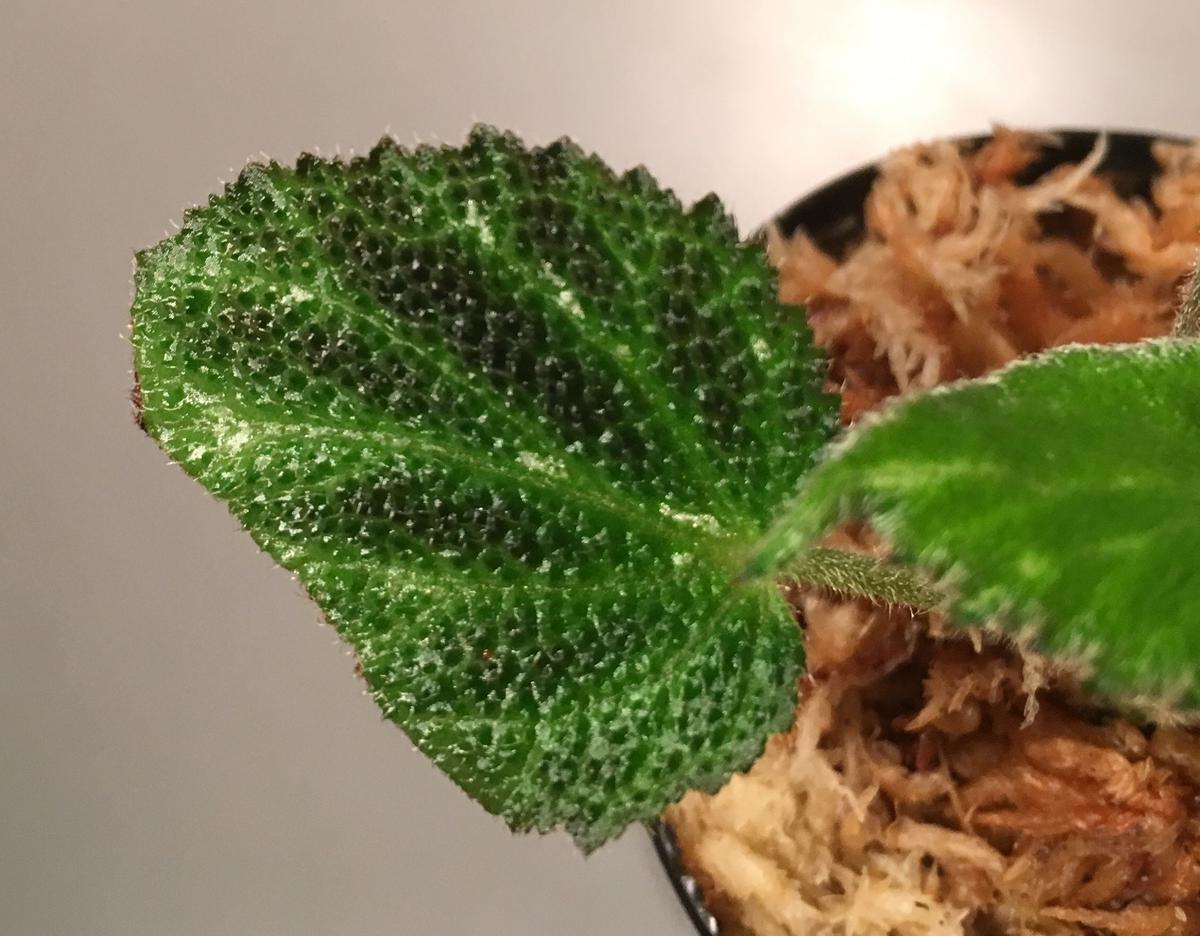 Begonia pustulata sp. from Mexico | M・R・G・R