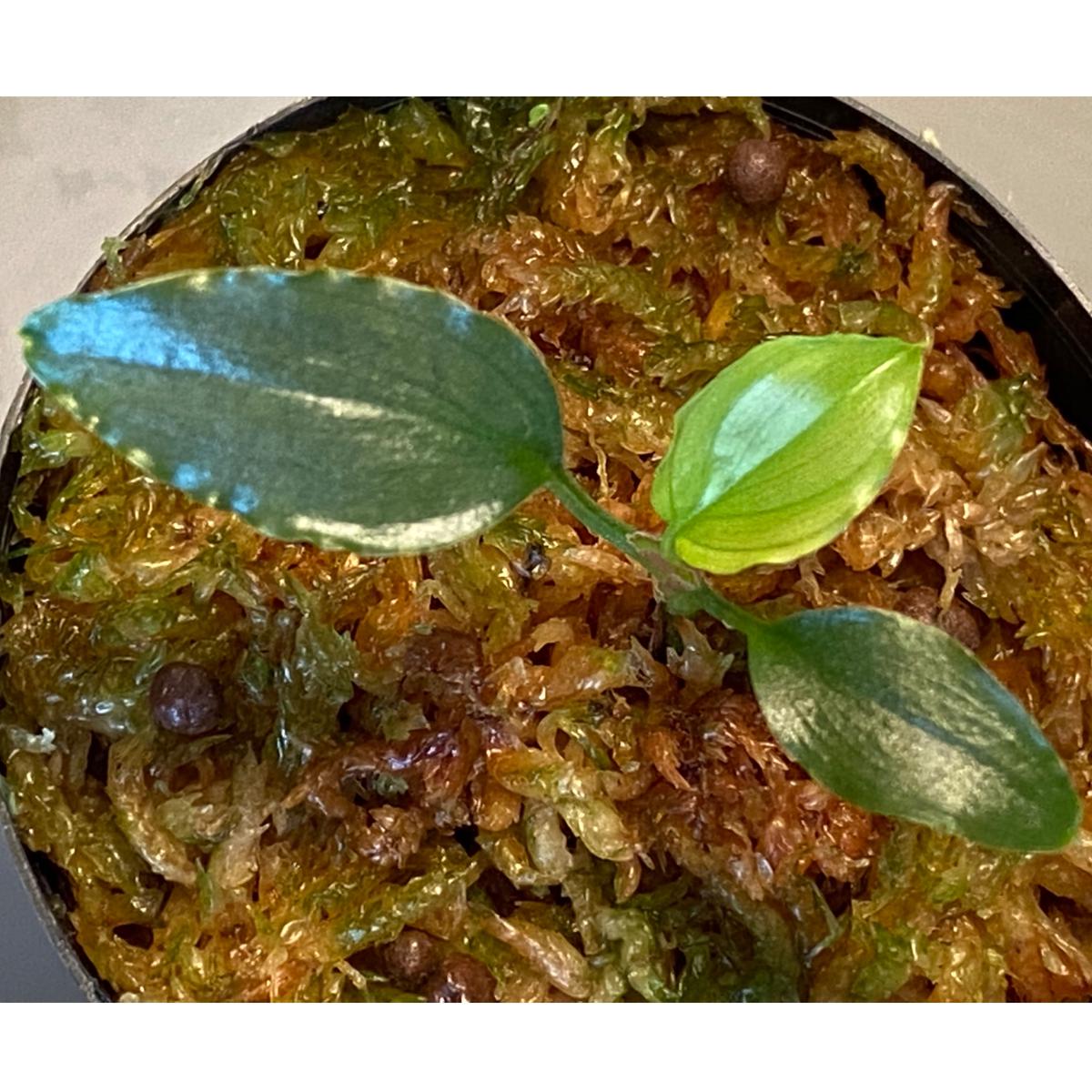 Homalomena sp. from West Java | M・R・G・R