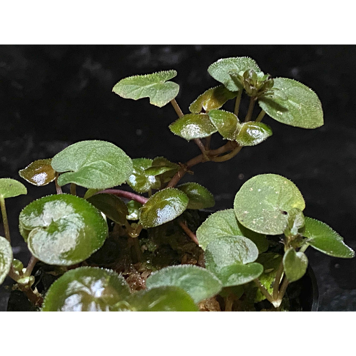 Geophila repens from Iquitos Peru [tanakay] | M...