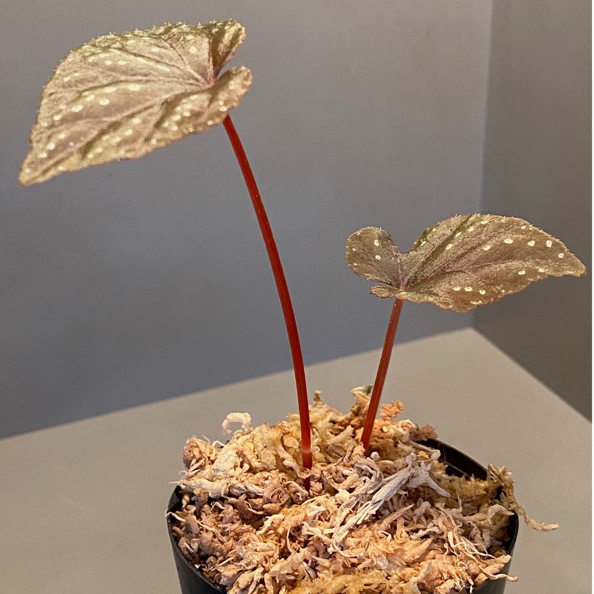 Begonia integrifolia from Satun Thailand | M・R...