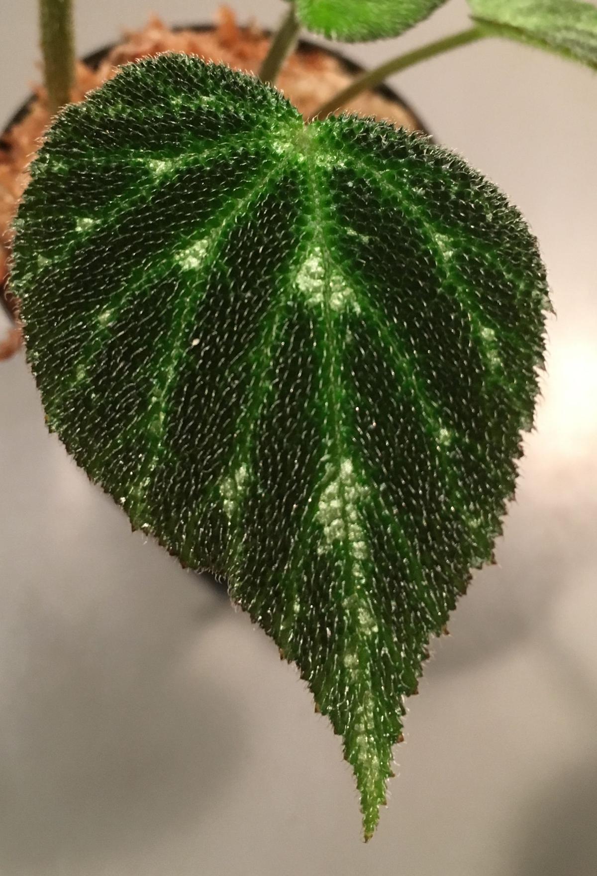 Begonia pustulata sp. from Mexico | M・R・G・R