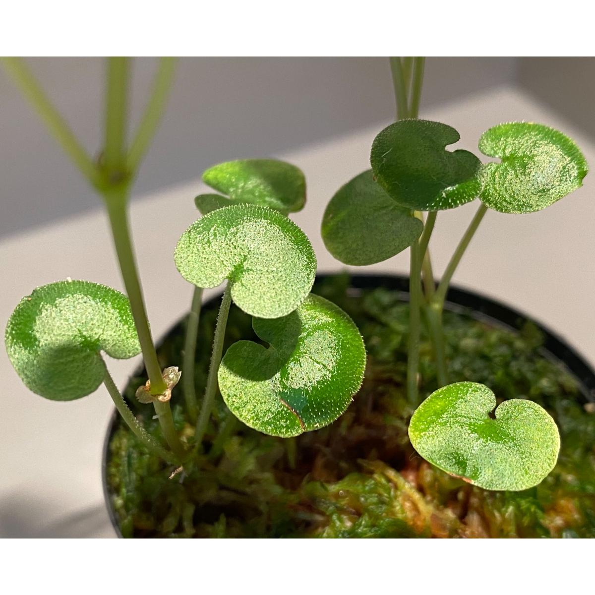 Geophila repens from Iquitos Peru [tanakay] | M...