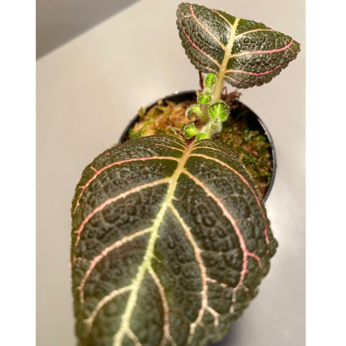 Pearcea hypocyrtiflora from South America | M・...