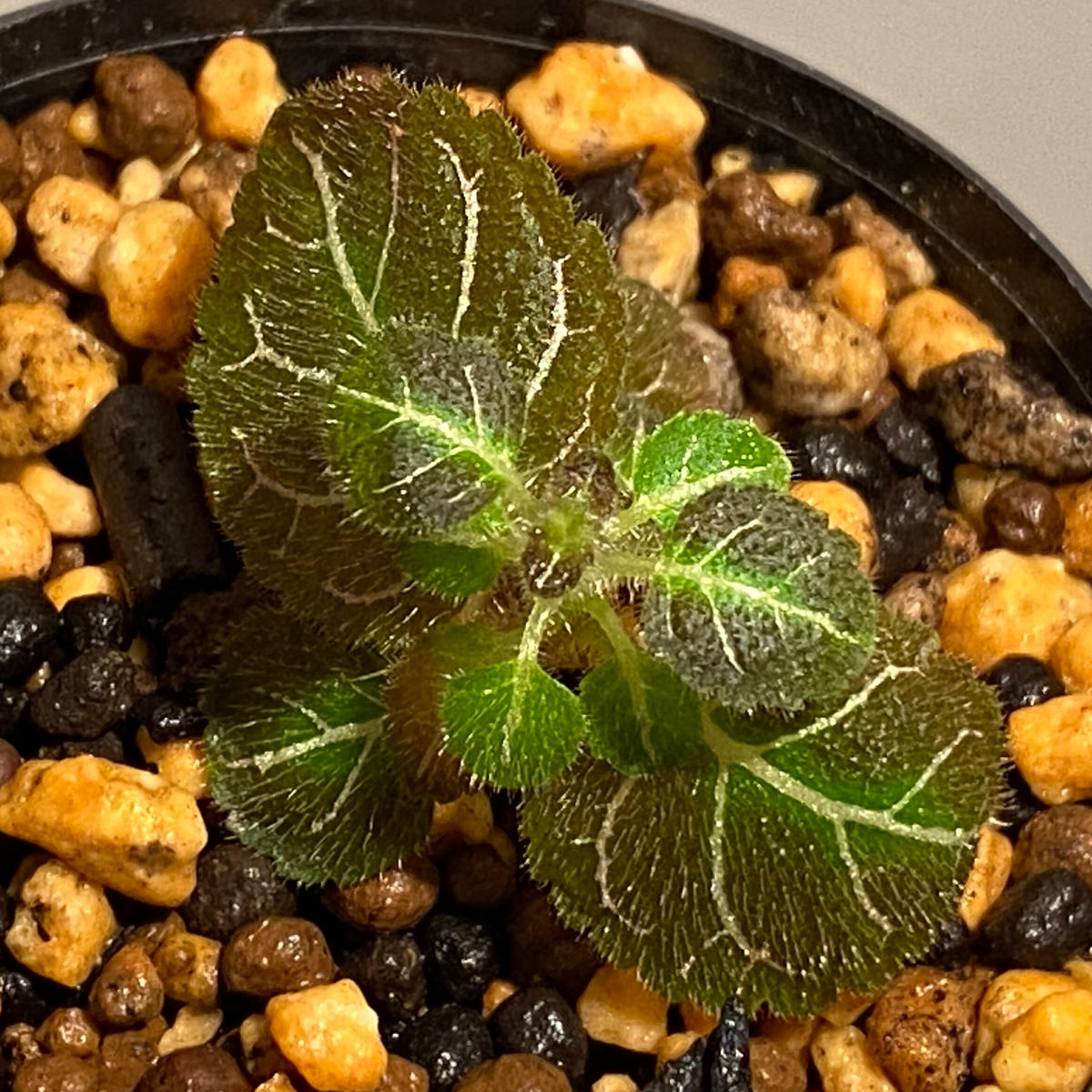 Pearcea hypocyrtiflora from South America | M・R...