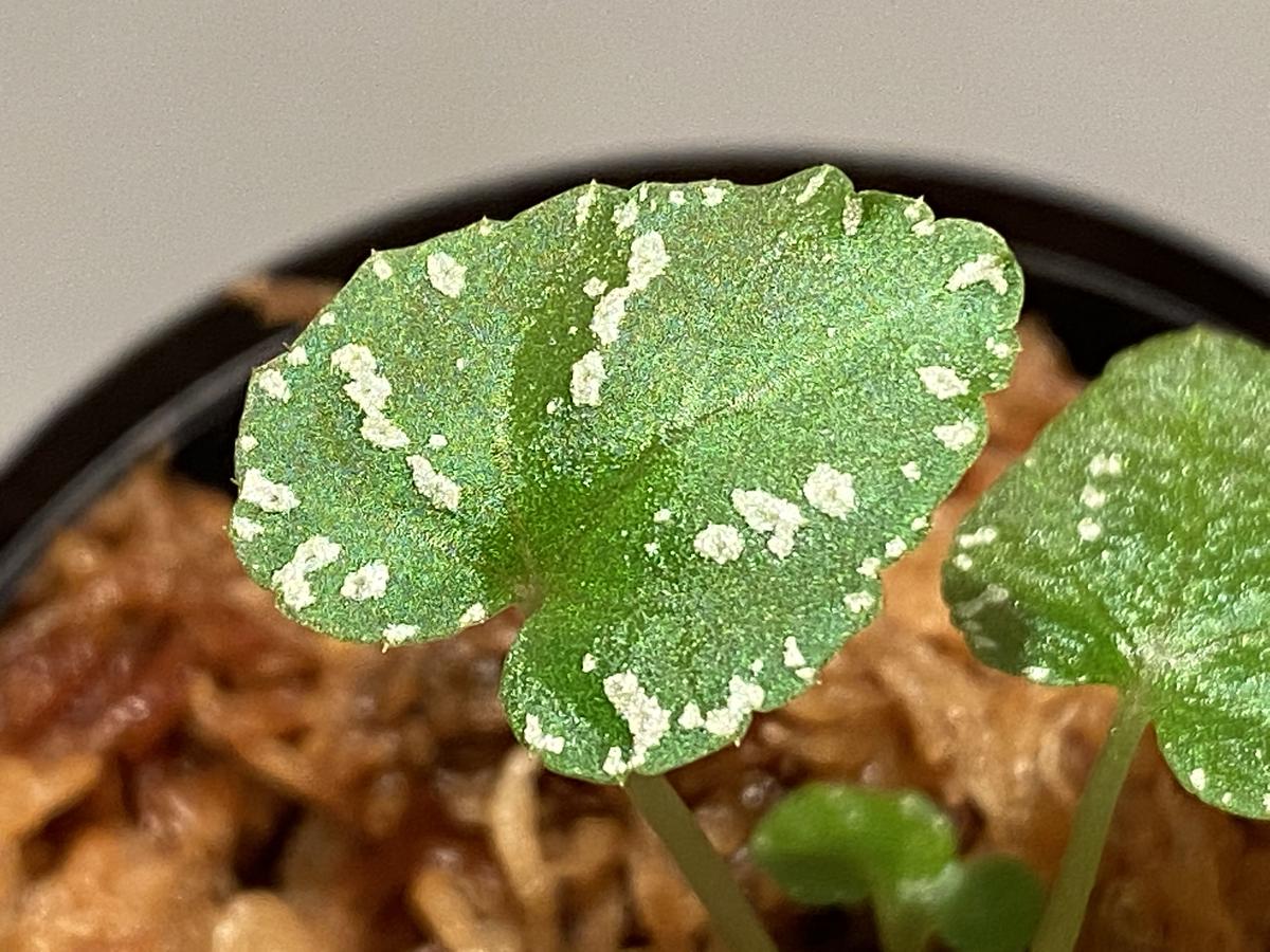 Begonia handelii var. prostrata from Viet Nam