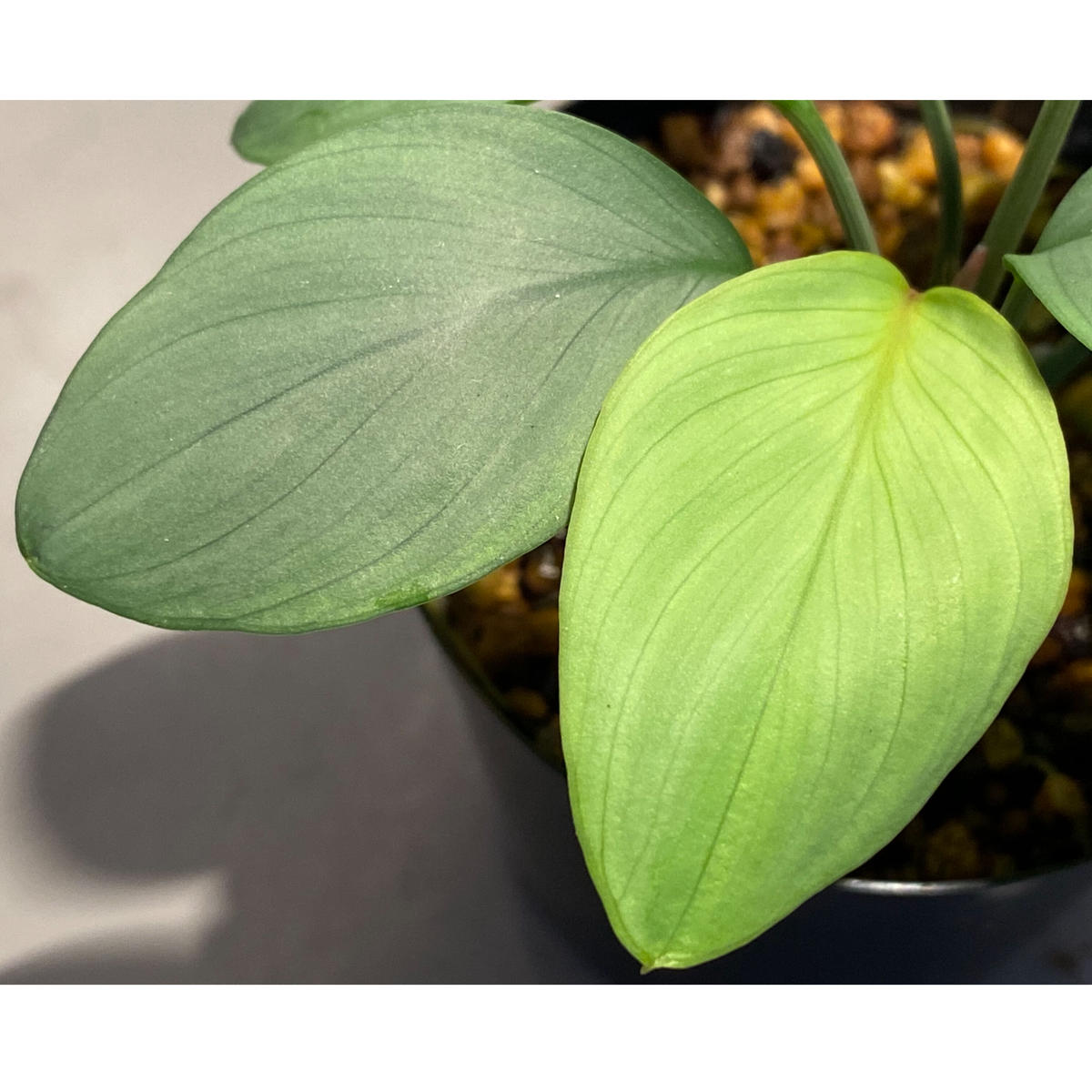 Homalomena sp. Aceh Silver from Aceh sumatera