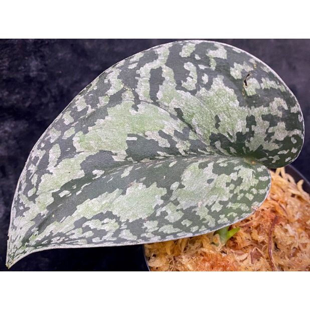 Scindapsus pictus "Tricolor" from West Borneo