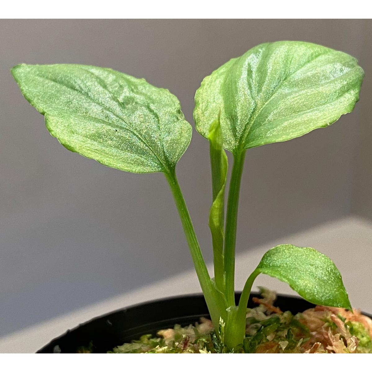 Homalomena cf. humilis from Sumatera Barat [LA0...