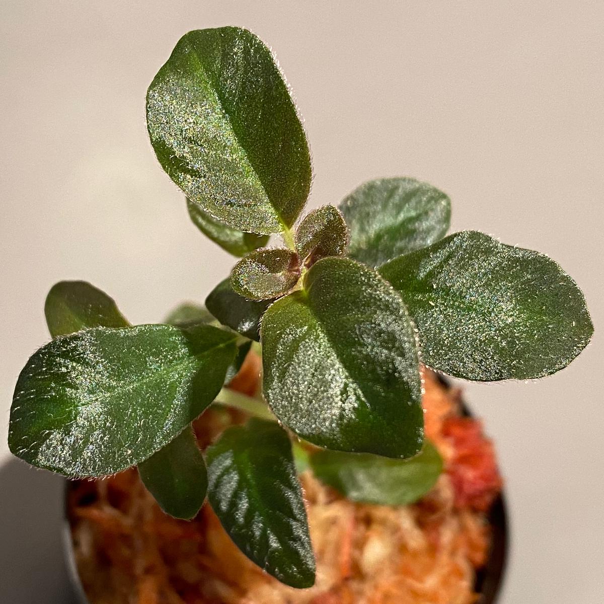 Codonoboea cf. pumila from Padang sumatera [LA1...