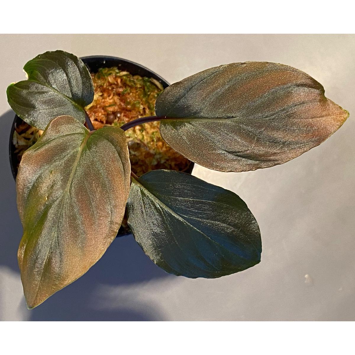 Homalomena sp. "Deep Purple" JKT from Pulau Nia...