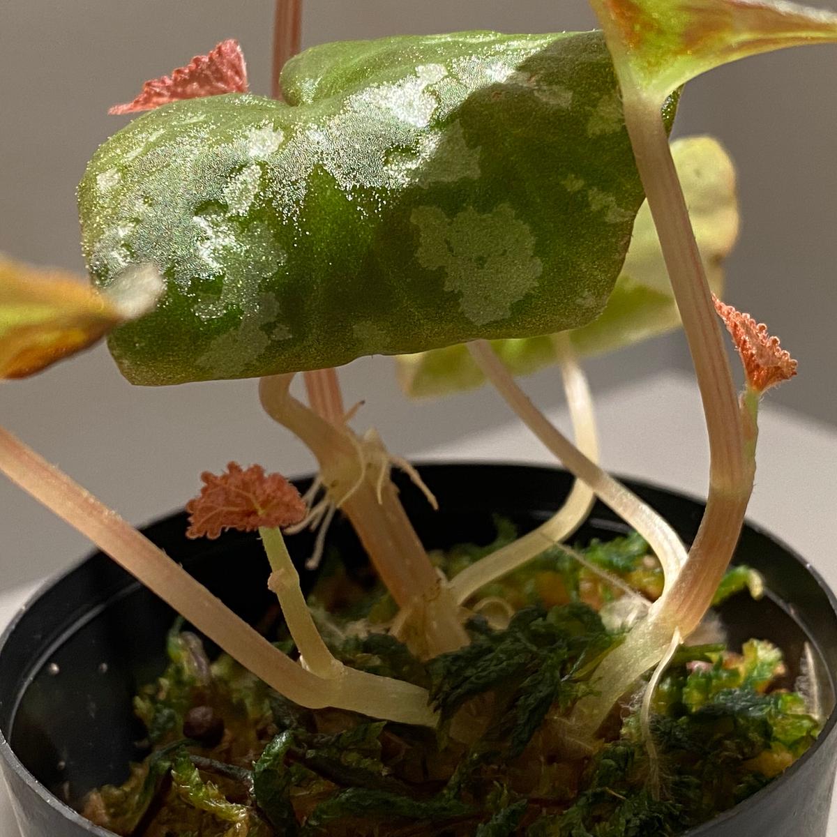 Begonia Variabilis from Dabong [TK150717] | M・R...