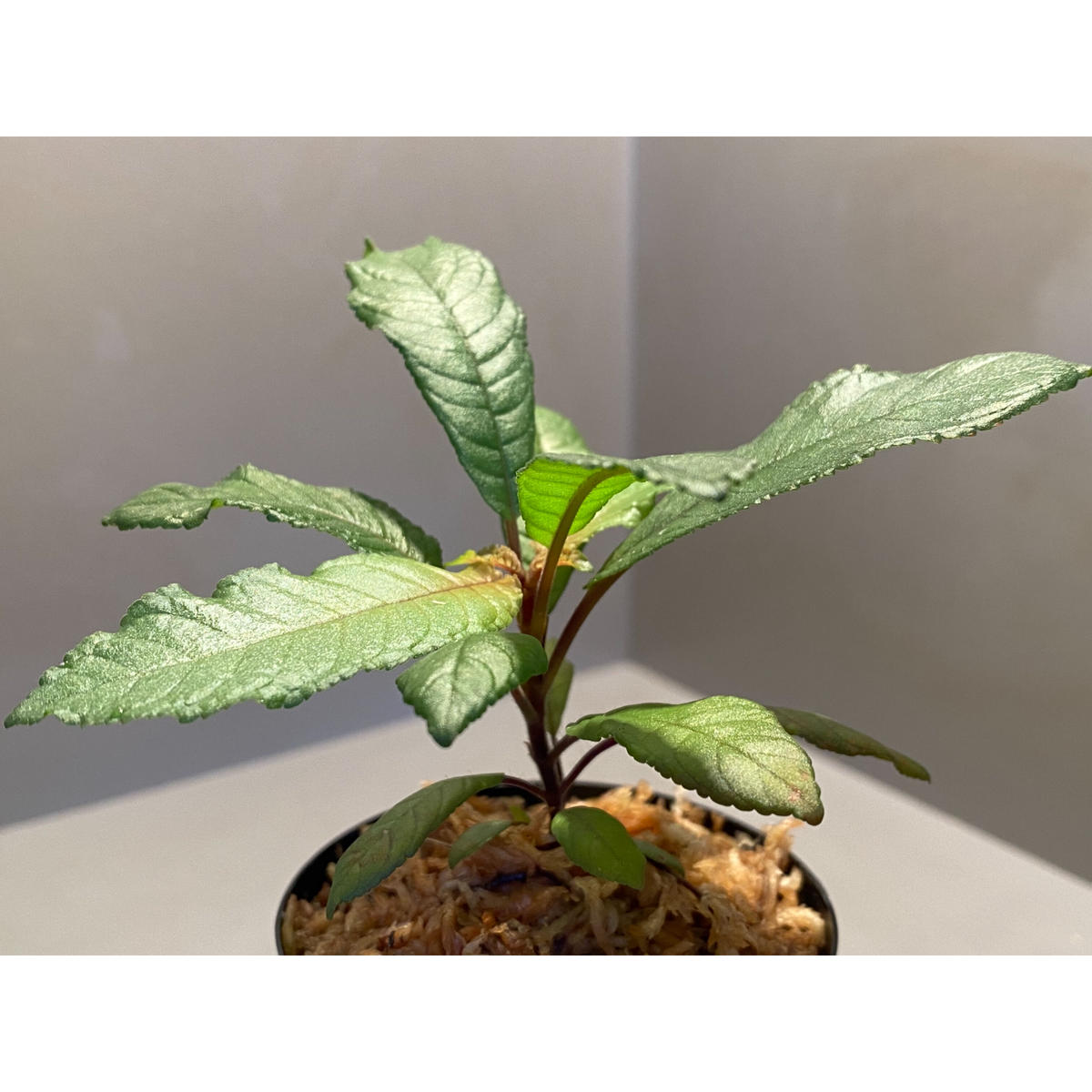 Codonoboea sp. from Pulau Linga [KN] | M・R・G・R