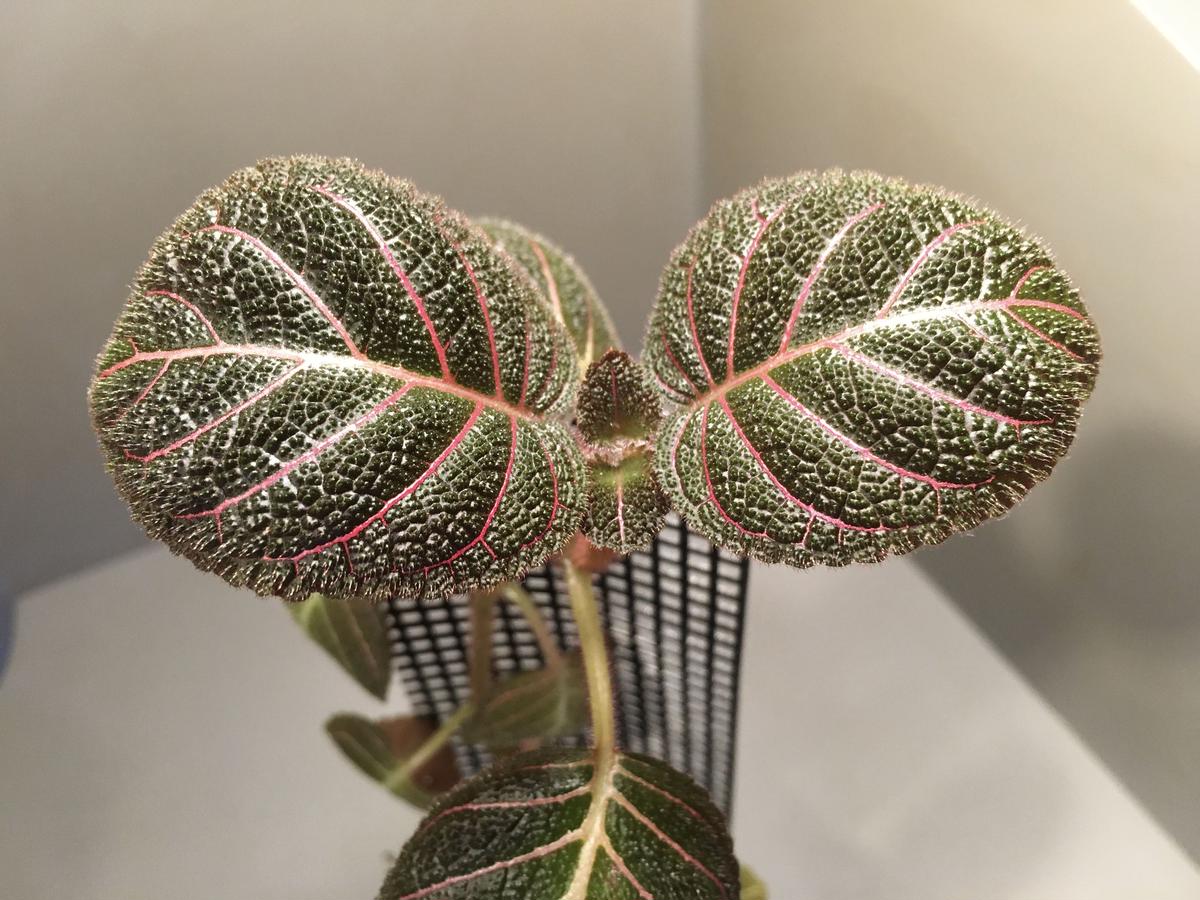 Pearcea hypocyrtiflora from South America | M・R...