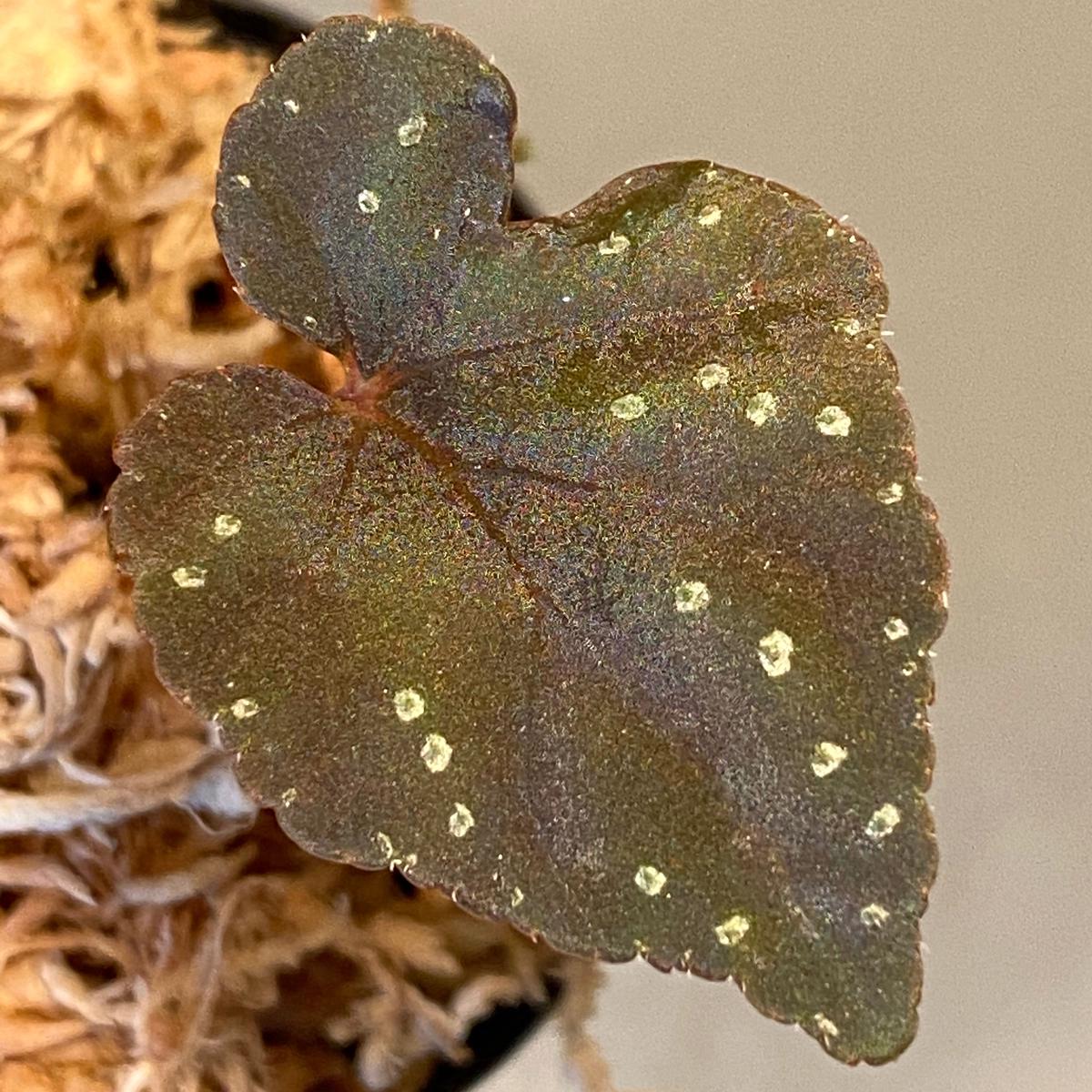 Begonia integrifolia from Satun Thailand | M・R...