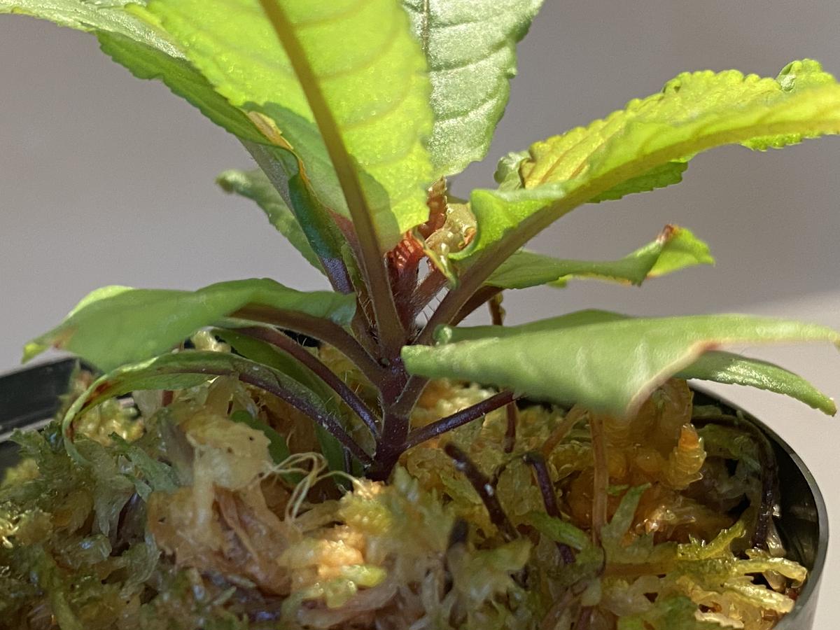 Codonoboea sp. from Pulau Linga [KN] | M・R・G・R