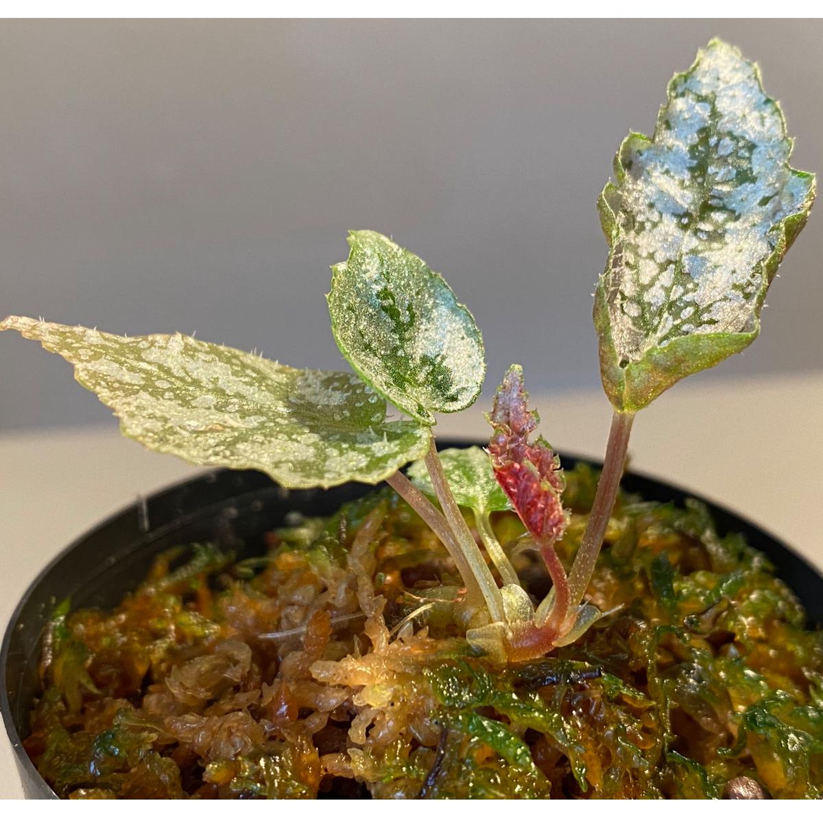 Begonia formosana from Taiwan | M・R・G・R