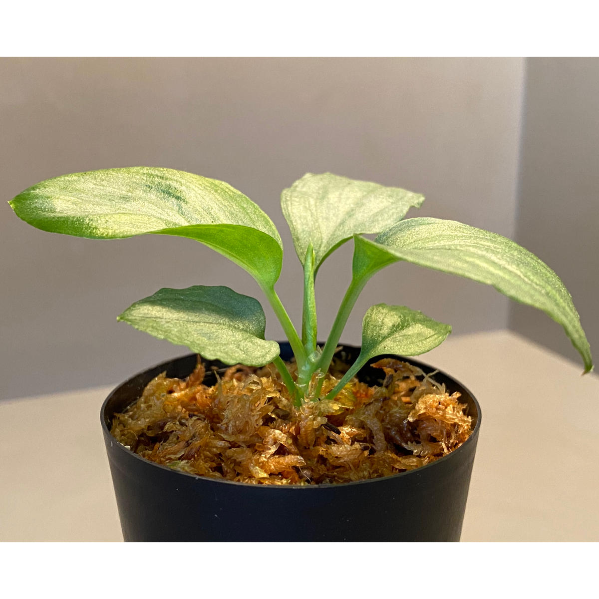 Homalomena sp. "Emerald Silver" from Kepulauan...