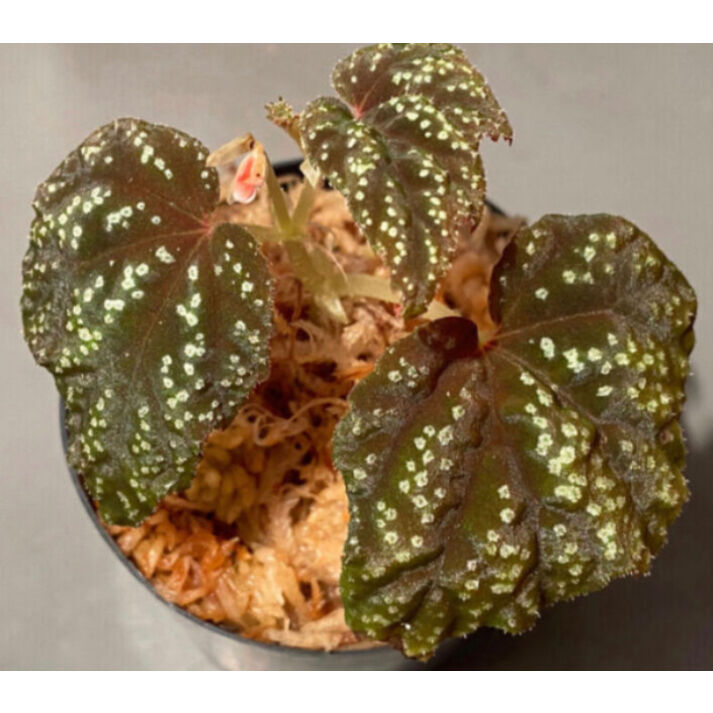 Begonia tenuifolia from Sukasada Bali [S0320-02...