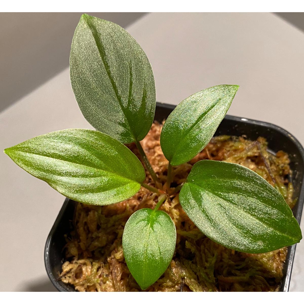 Homalomena sp. from West Kalimantan | M・R・G・R