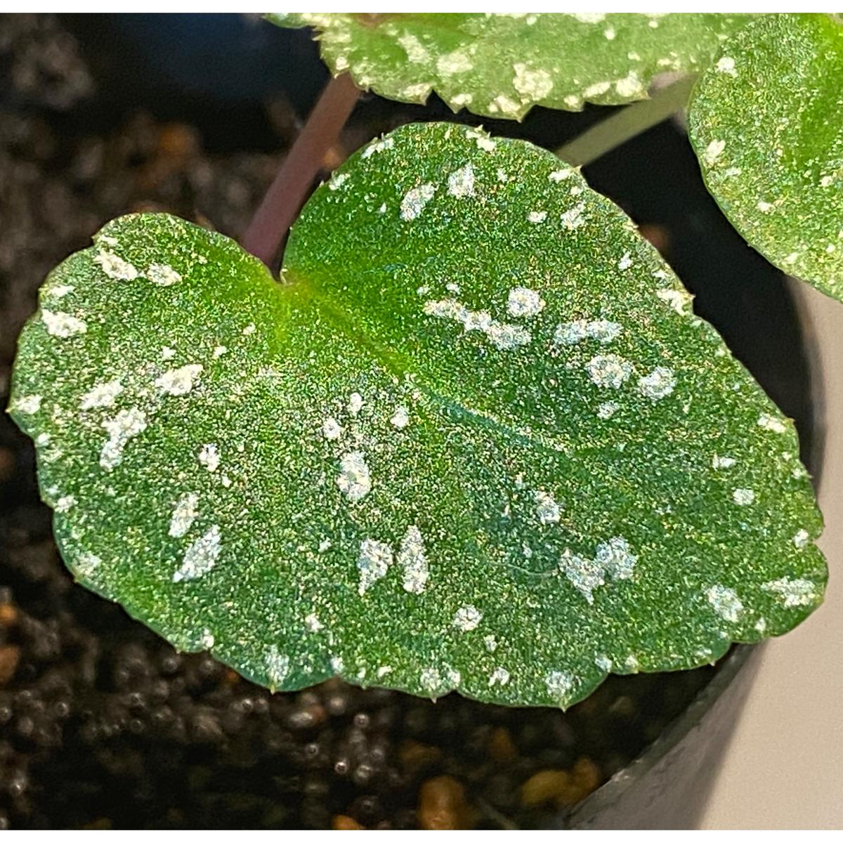 Begonia handelii var. prostrata from Viet Nam