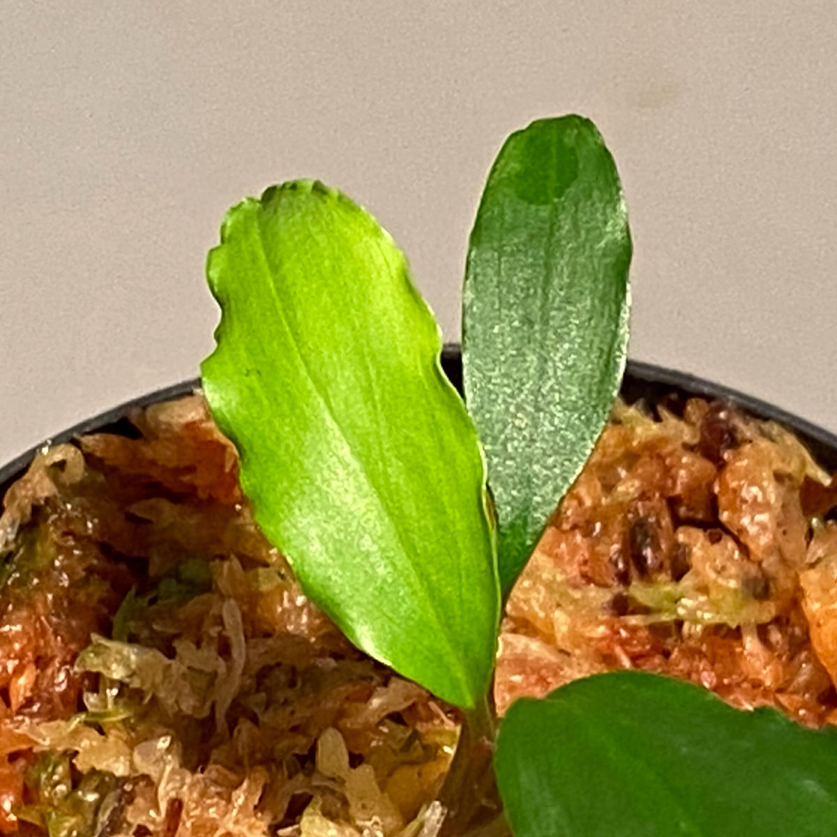 Furtadoa sp. "Padang" Sumatera barat [TB] | M・R...