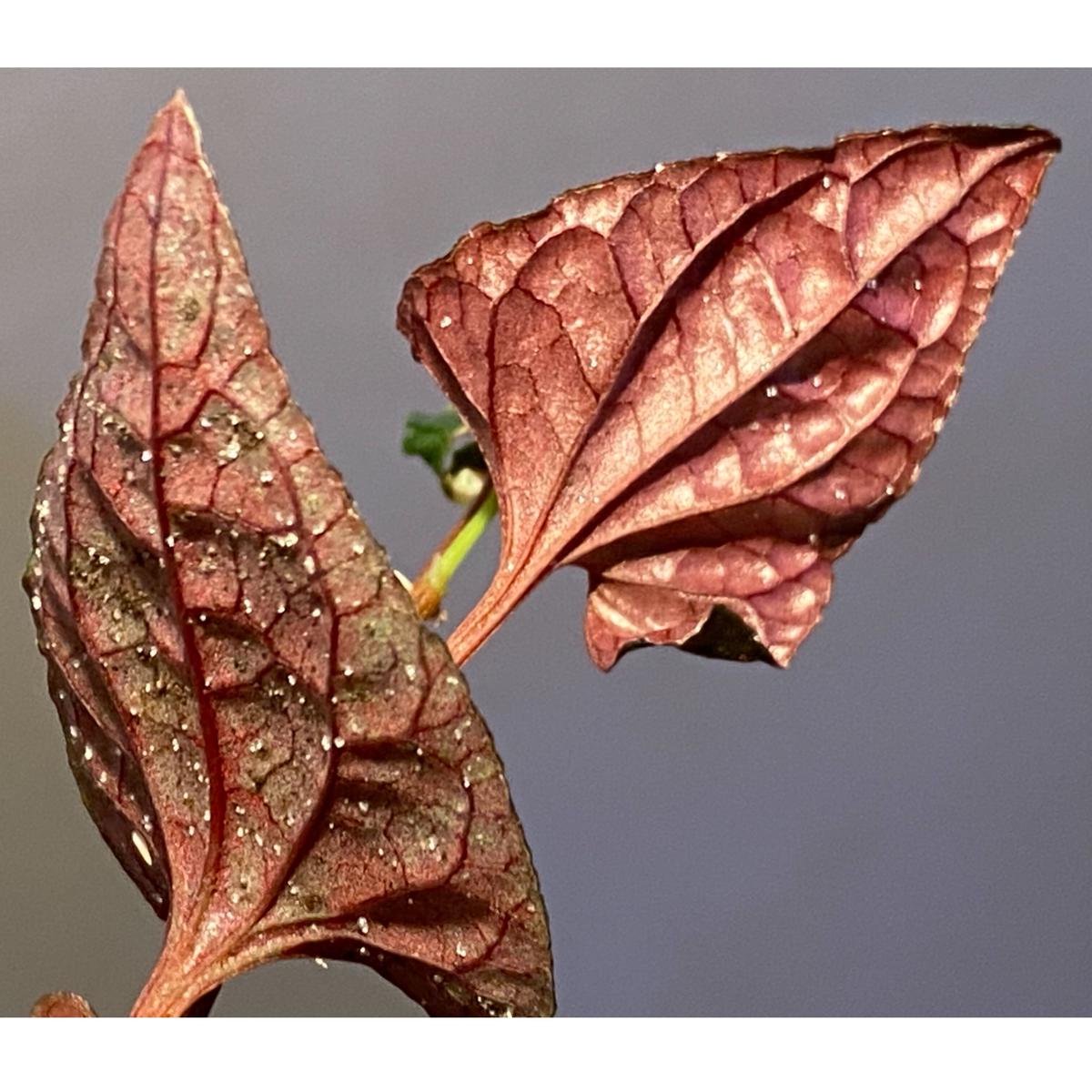 Piper sp. from Carranglan Nueva Ecija 標高1200m