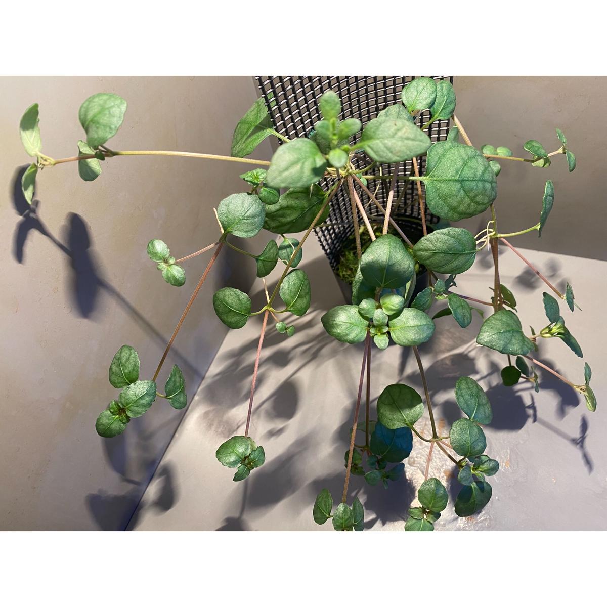 Hemigraphis reptans from Mindanao [KSB] | M・R・G・R