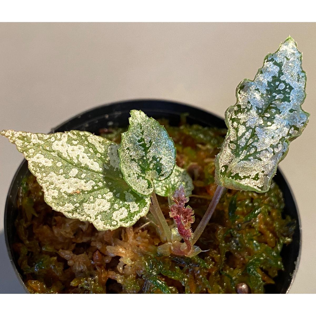 Begonia formosana from Taiwan | M・R・G・R