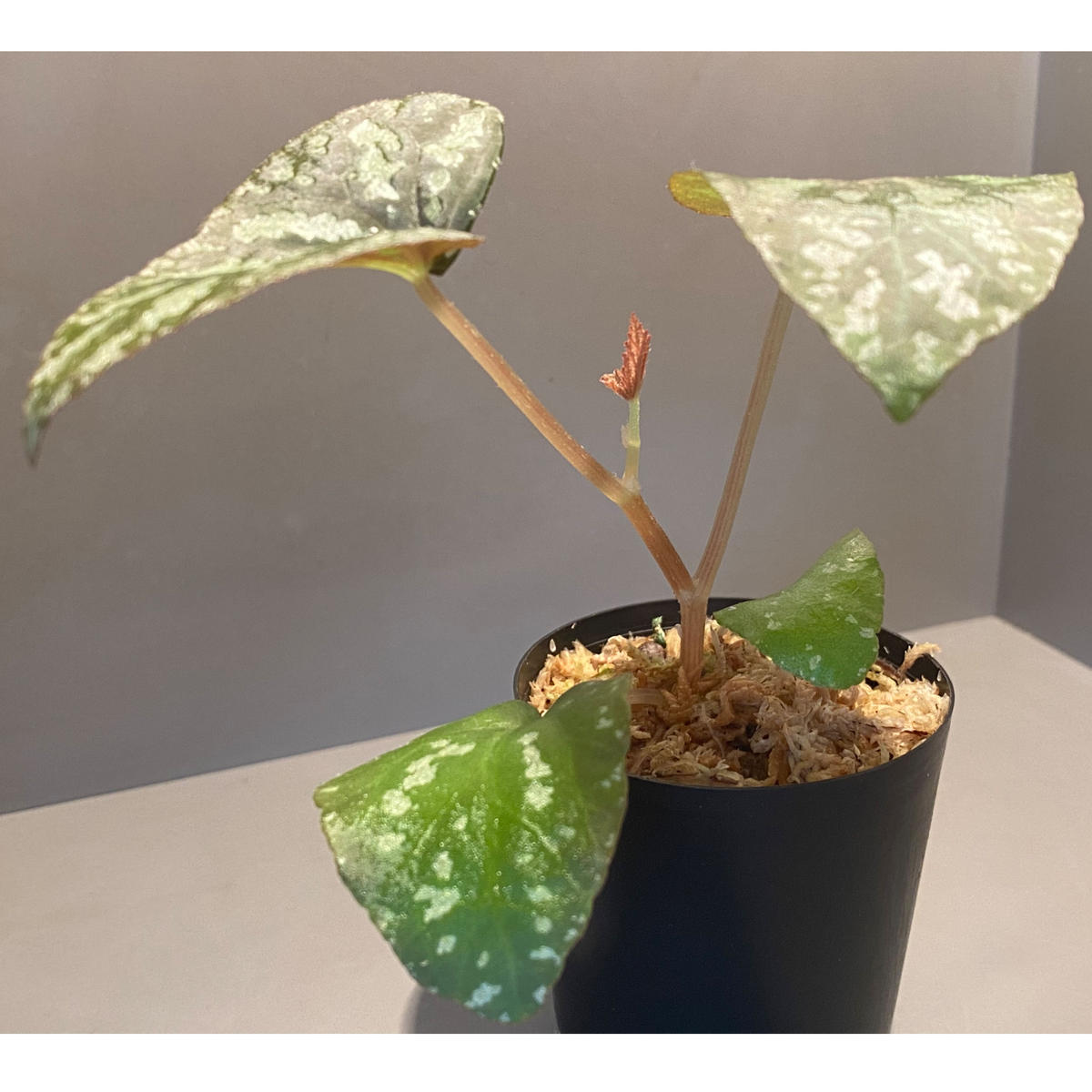 Begonia Variabilis from Dabong [TK150717] | M・R...