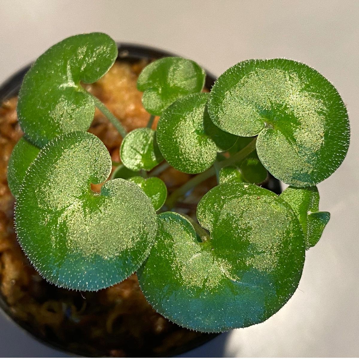 Geophila repens from Iquitos Peru [tanakay] | M...