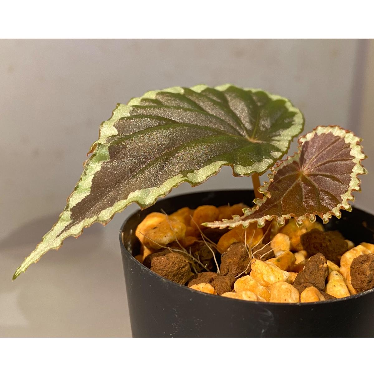 Begonia cf. baramensis | M・R・G・R