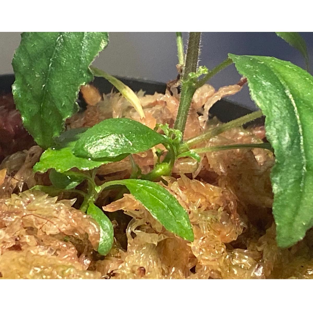 Hemigraphis sp. from Mindanao | M・R・G・R