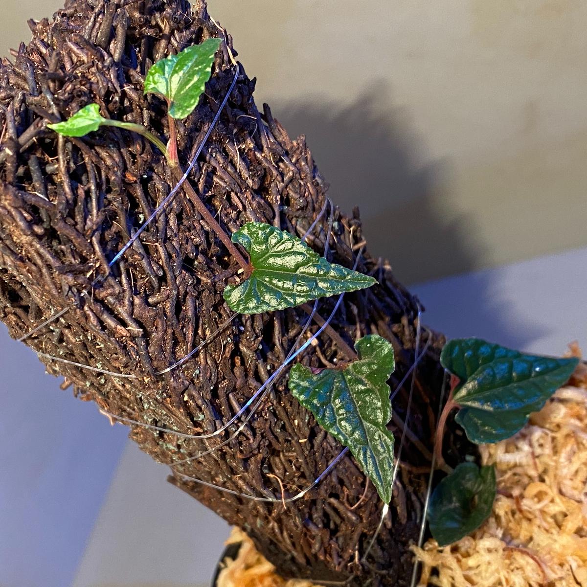 Piper sp. from Carranglan Nueva Ecija 標高1200m