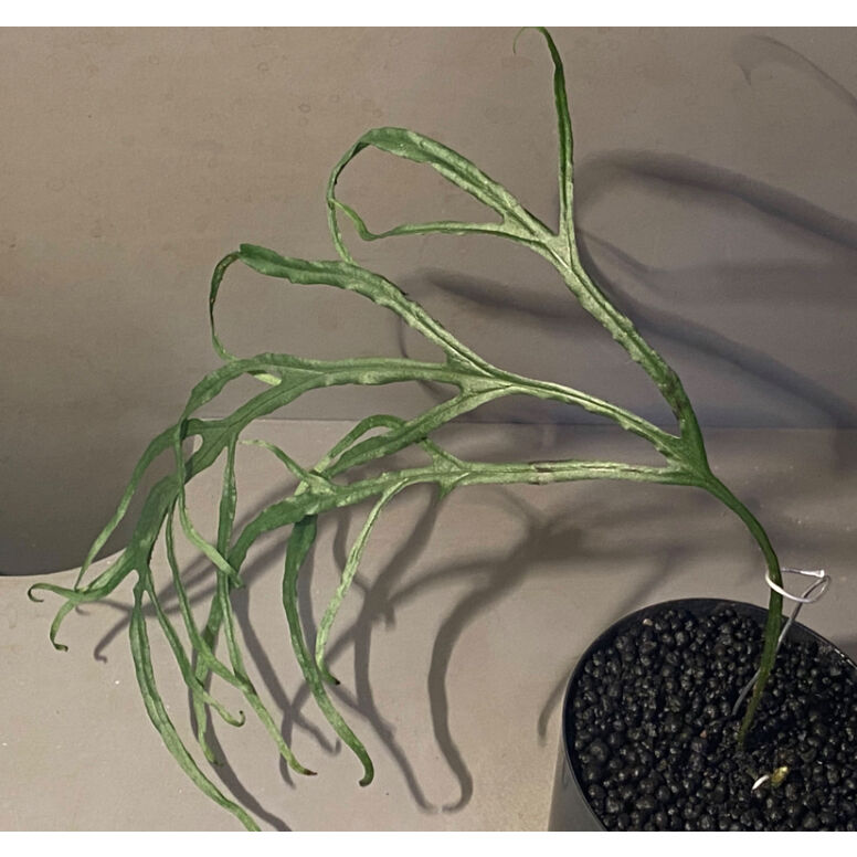 Microsorium sp. from Saripoi [LA0515-02] | M・R・G・R