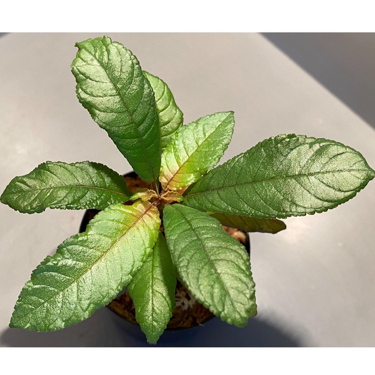 Codonoboea sp. from Pulau Linga [KN] | M・R・G・R